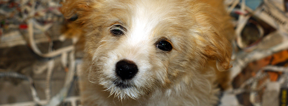 Houston Pet Adoptions : Cats Dogs & Small Animals at CAP